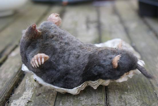 MENS & DIER & DINGEN BLAD: MEEGA GROTE MOL BEGRAVEN