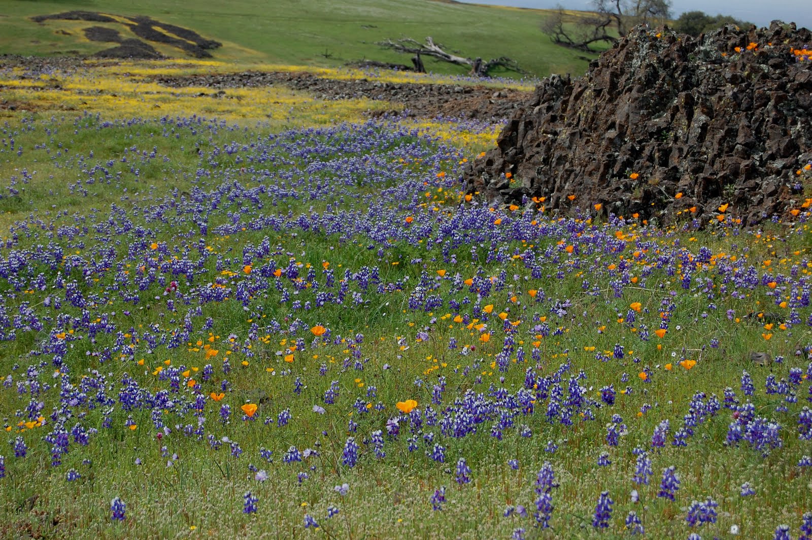 blackoaknaturalist: Rivers of Flowers on Table Mountain