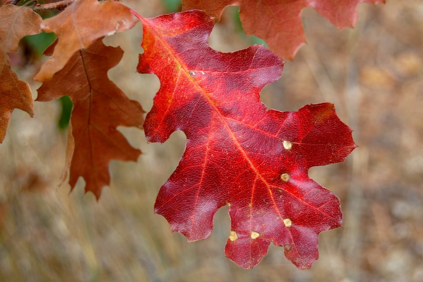 blackoaknaturalist: Red is the color of the day....