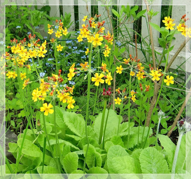 Blomster: Några gula blommande blommor!