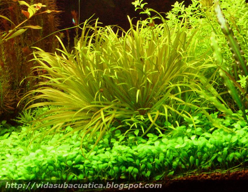 VIDA SUBACUÁTICA: Blyxa Japónica