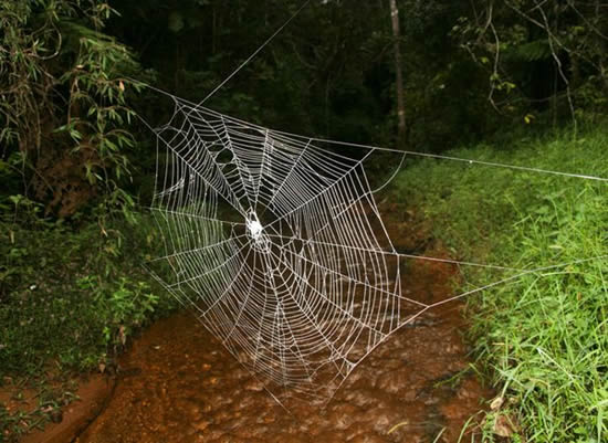 World’s Largest and Toughest Spider Web Ever | The Crazy World!!!