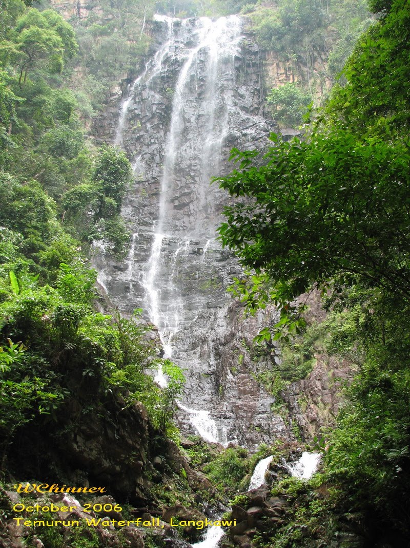 Dreaming of Pandora Forest - LANGKAWI NATURE BLOG, CONSERVATION ISSUES ...