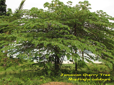 Dreaming of Pandora Forest - LANGKAWI NATURE BLOG, CONSERVATION ISSUES ...