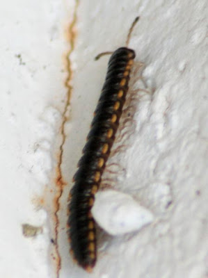 yo sandora: CIEN CIENPIES