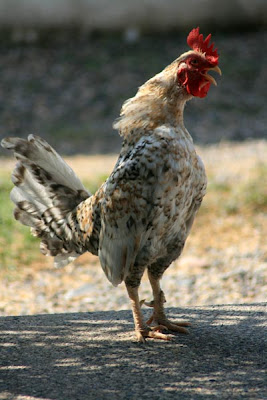 yo sandora: MINI GALLO