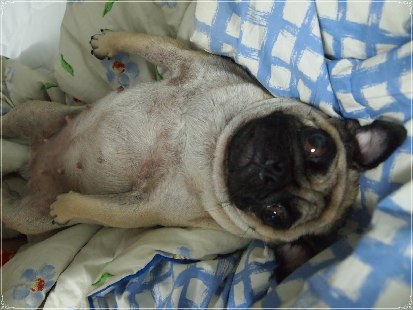 Joker The Pug : Featured In Commercial Ads and Movie. | A Little Piece ...