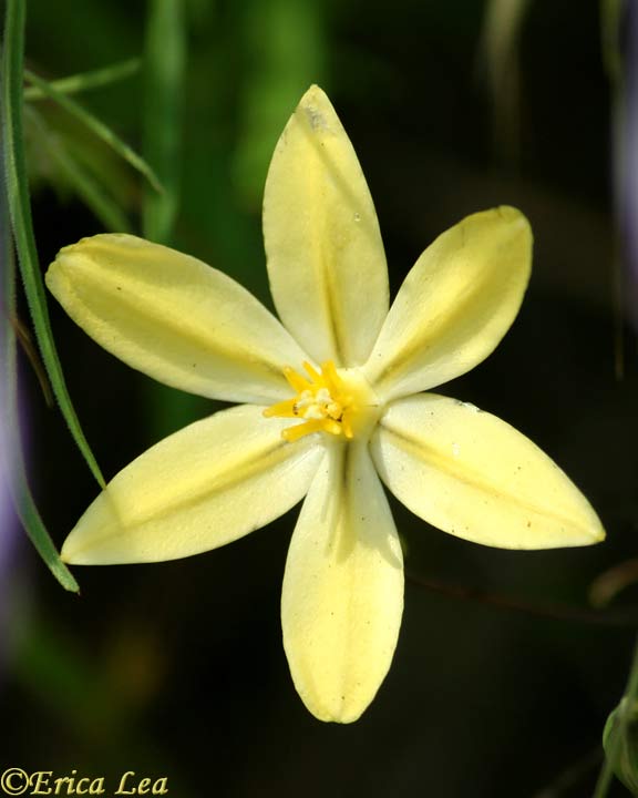 Nature Visions: Flora