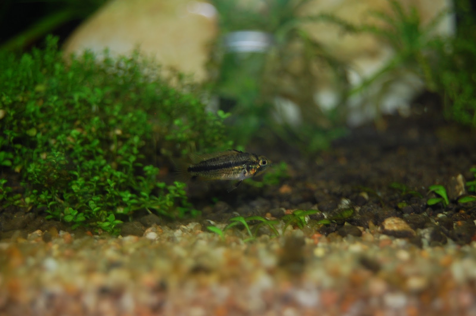 Apistogramma Cacatuoides: Evolución Alevines de 1 a 7 meses