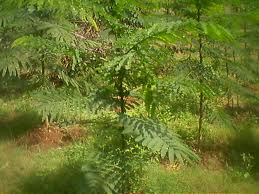 KHARISMAGROUP: BUDIDAYA SENGON