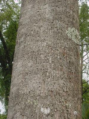 Selangor State Park - Taman Warisan Negeri Selangor: Species of the ...