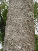 Selangor State Park - Taman Warisan Negeri Selangor: Species of the ...