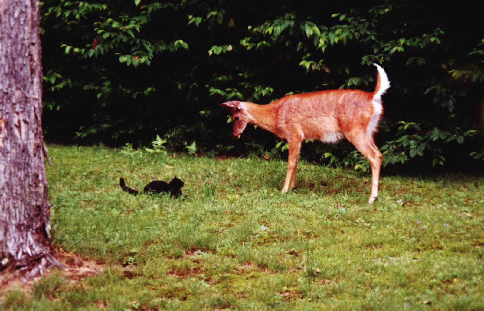 Catsparella: Cats Heart Deer, Deer Heart Cats