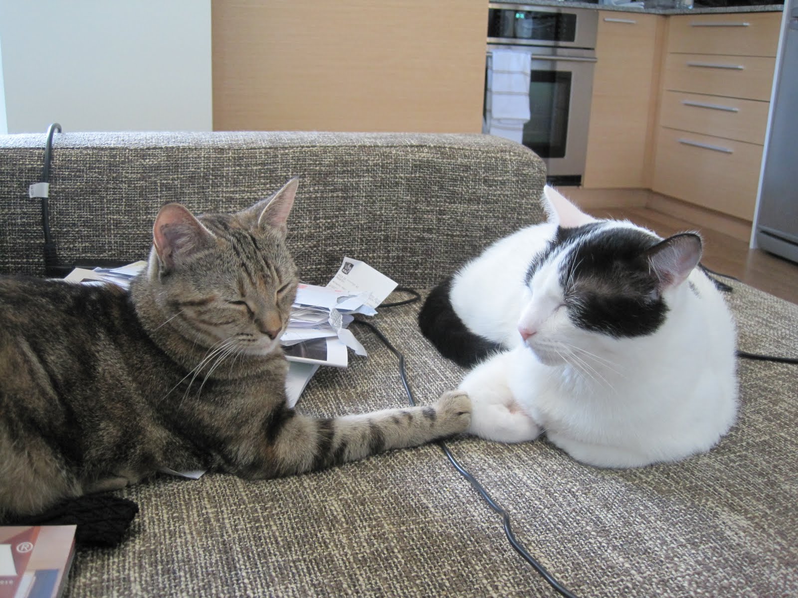 Catsparella: Catsparella Exclusive: Catching Up With the Kitten Massage ...