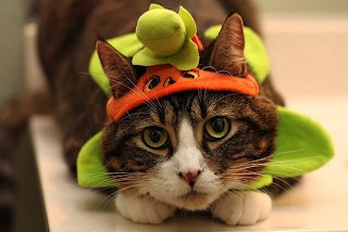Catsparella: 20 Cats in Festive Pumpkin Costumes