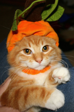 Catsparella: 20 Cats in Festive Pumpkin Costumes