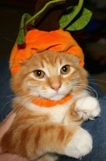 Catsparella: 20 Cats in Festive Pumpkin Costumes