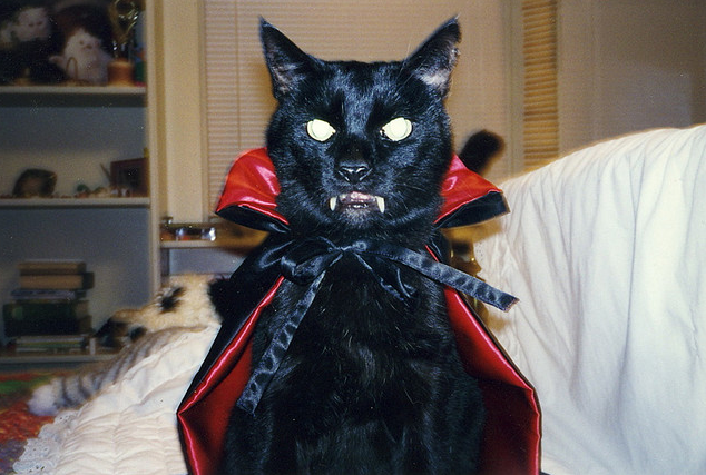 Catsparella: 20 Sparkly Kitty Vampires
