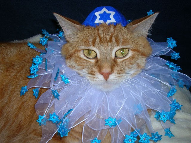Catsparella: Cats Celebrating Hanukkah