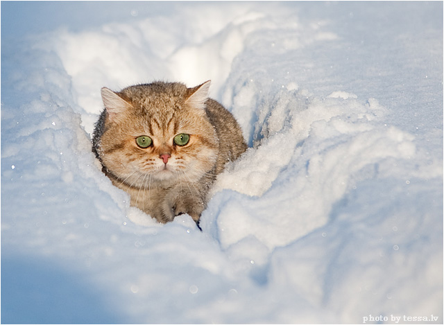 Catsparella: Snow Cat