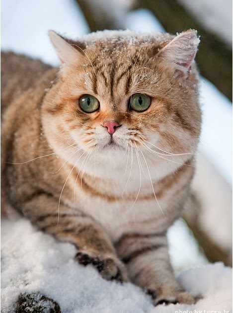 Catsparella: Snow Cat