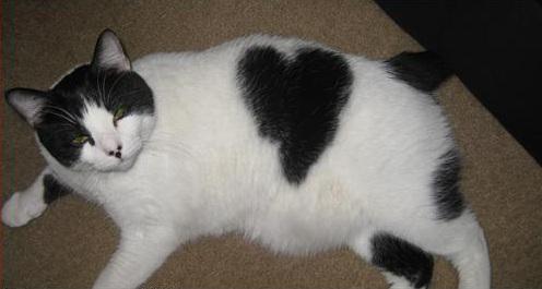 Catsparella: 21 Cats With Fur Hearts