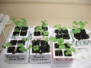 Team Pay Day: Team Pay Day is Growing Wisconsin Fast Plants