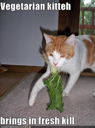 The Vegetarian Cat: Back For Summer: Thoughts and Cake Pops