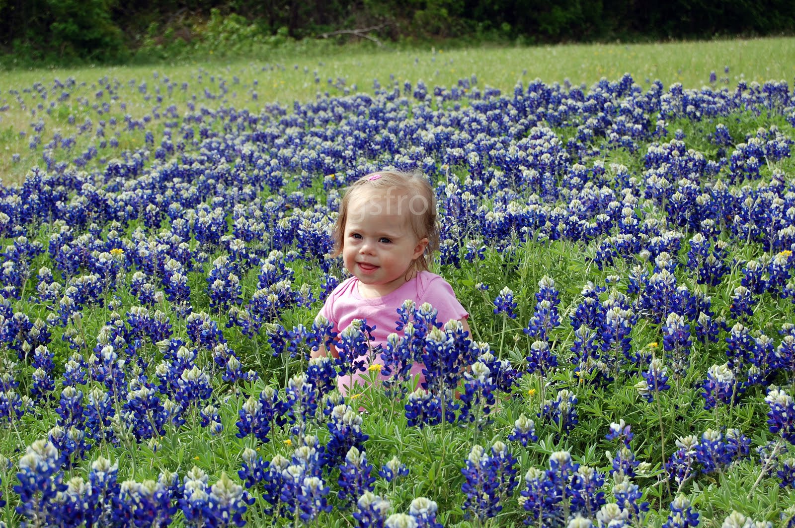 Blessings From Aubrey: Texas Blue Bonnets
