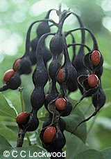 Izapa 2012: El Colorín por El Nahual