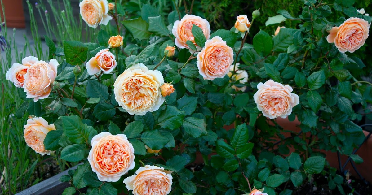 Garden Bytes from the Big Apple: REAL ROSES