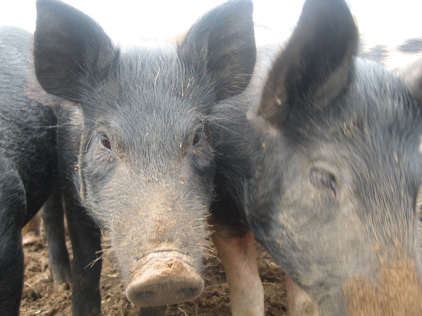 The Good Life: Pig Gallery...