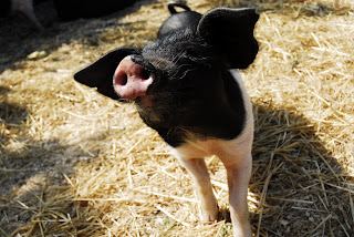 The Good Life: Pig Gallery...