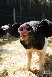 The Good Life: Pig Gallery...