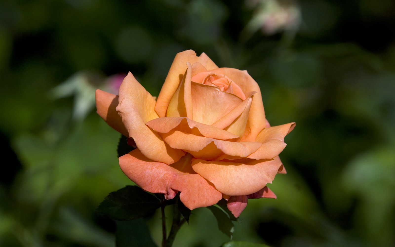 High Quality Roses: July 2010
