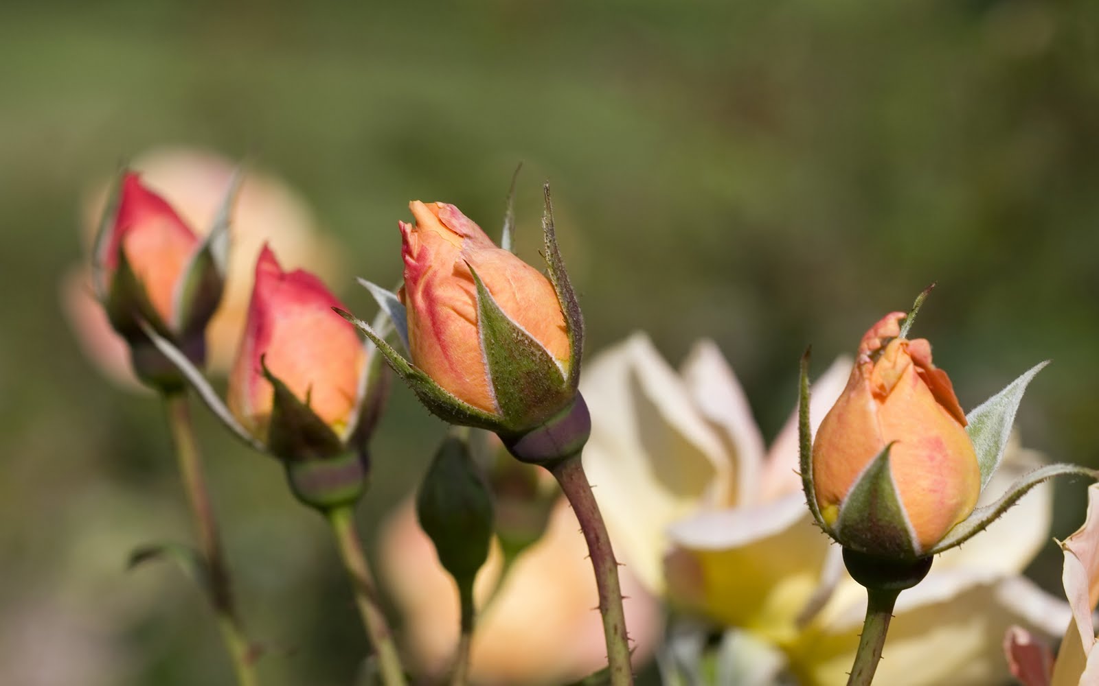 High Quality Roses: July 2010