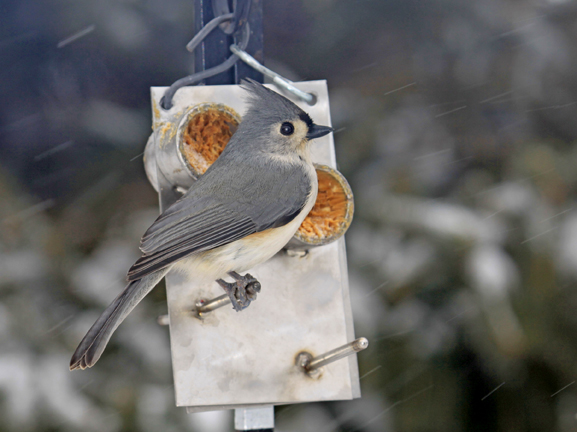 Hybrid Birder: A Surprise at my Bird Feeder: A Tufted Titmouse