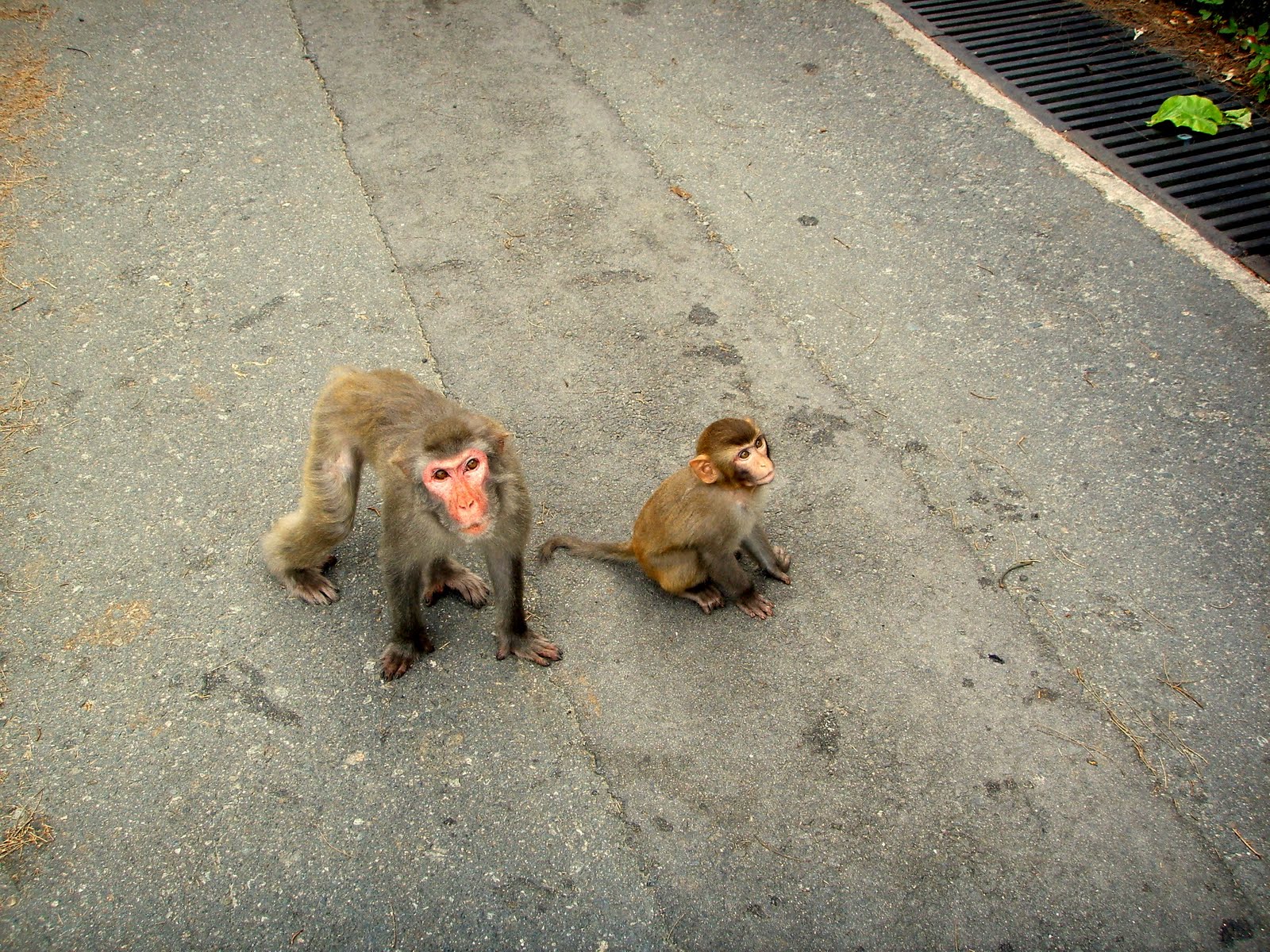 Calvin, Ashton, Camden, Coulton & Jace: Monkey Mountain, Nan Lian ...