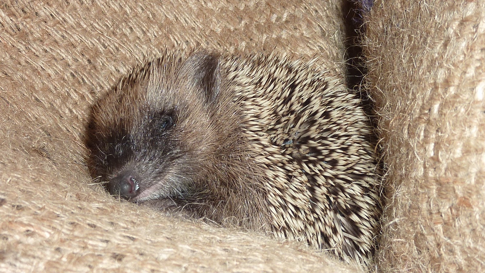 .: L'histoire de Freidrich le Hérisson...