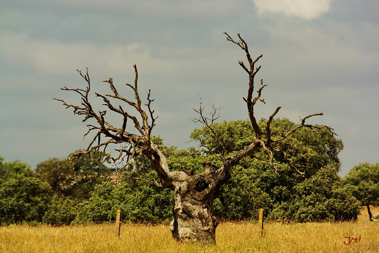Disparando En Los Pedroches: Arbol seco