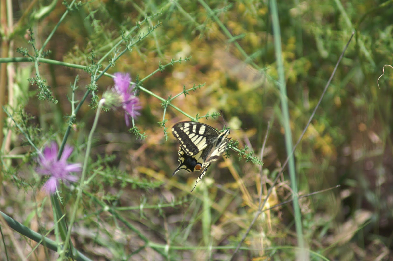 Oh! By the way...........: Portugal : Butterflies