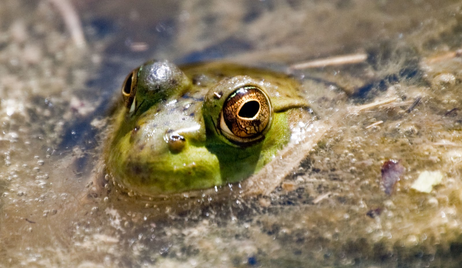 on a chicken wing and a prayer: Leapin' what? 6 lessons we learn from frogs
