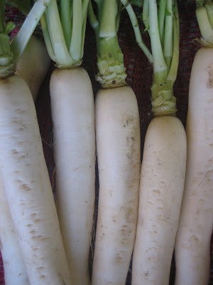 MGA LITRATO: Labanos