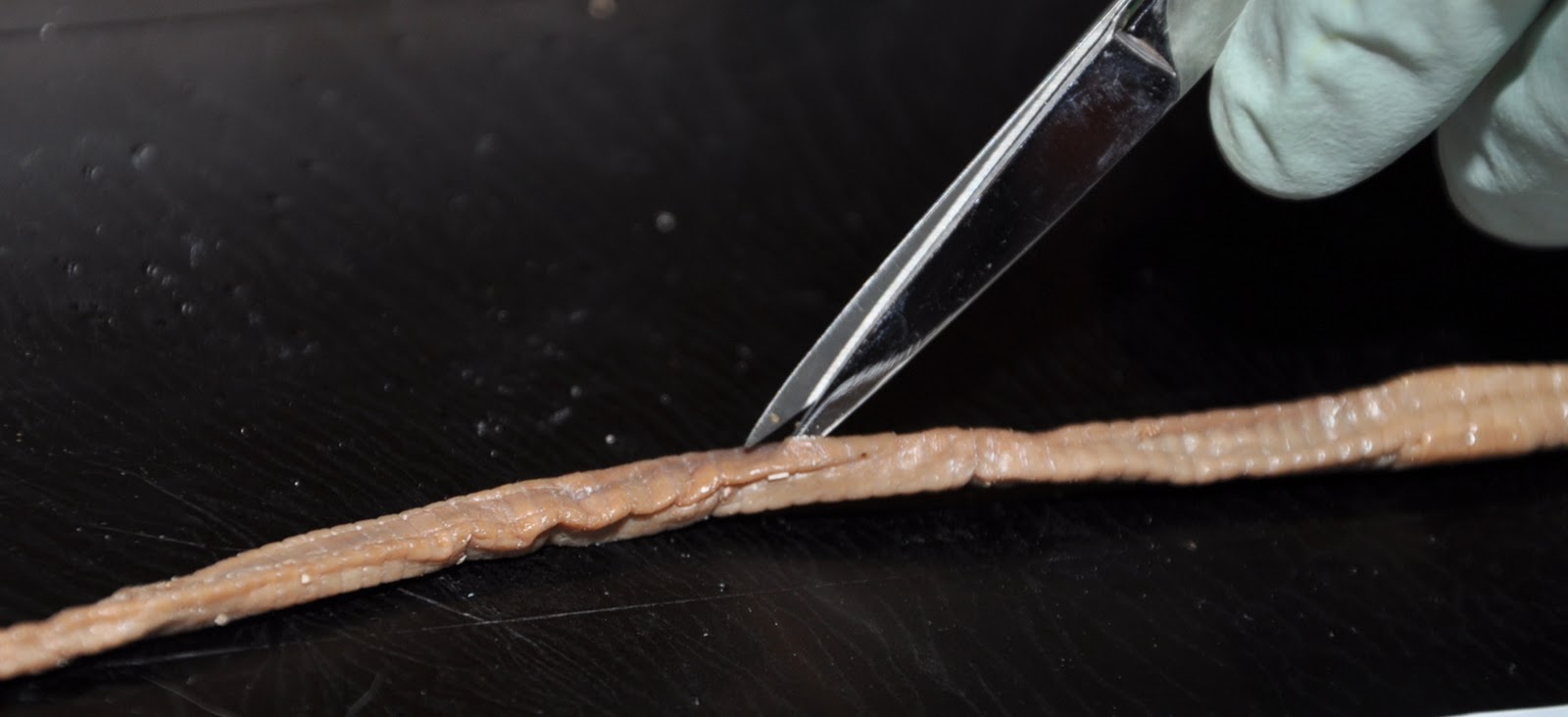 homeschool-cool-are-your-students-ready-for-dissection