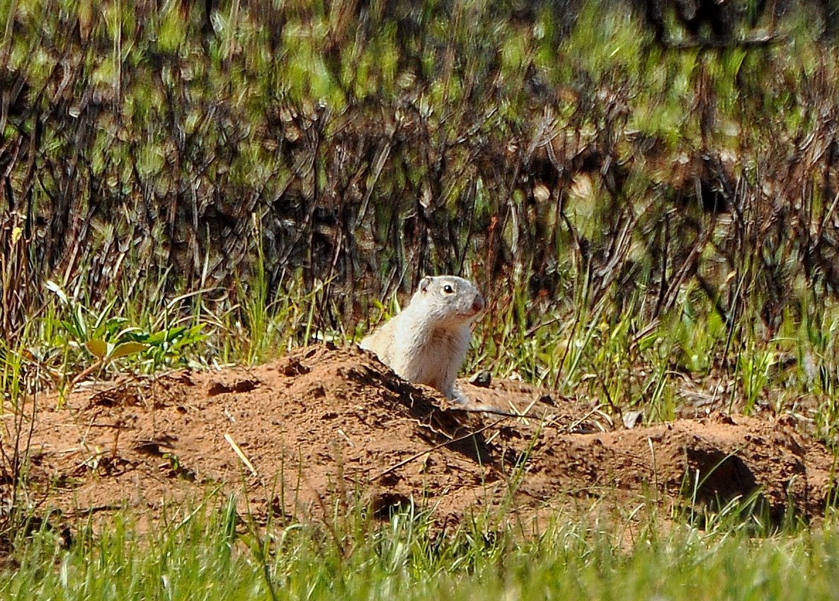 Crex Meadows: Franklin's Ground Squirrel