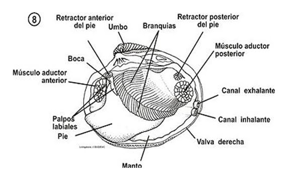 Conchas de abanico: Partes de la concha de abanico
