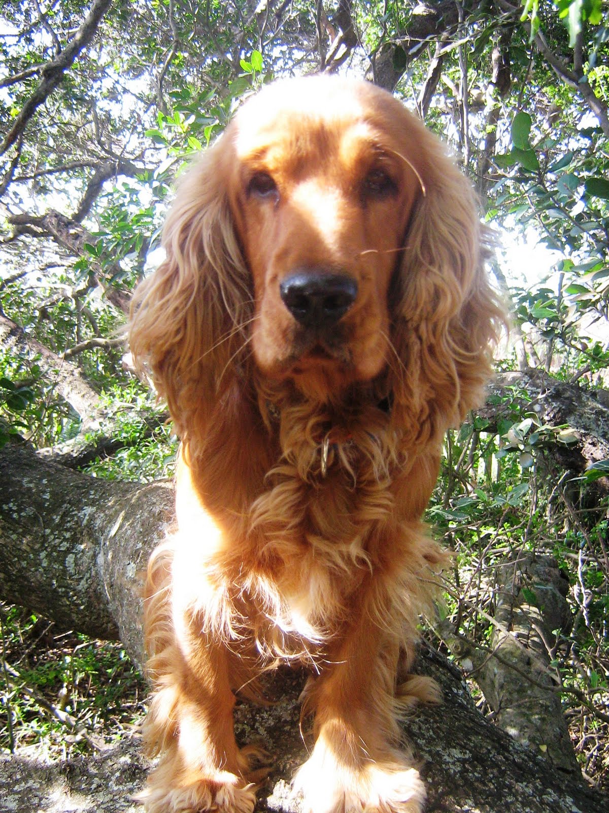 Milkwood Musings: Tag the tree climbing dog