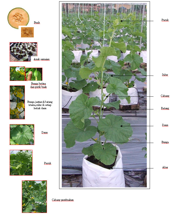 Rockmelon: Rockmelon