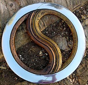 Weapon Idea: Chakrams - Fan Concepts - Warframe Forums