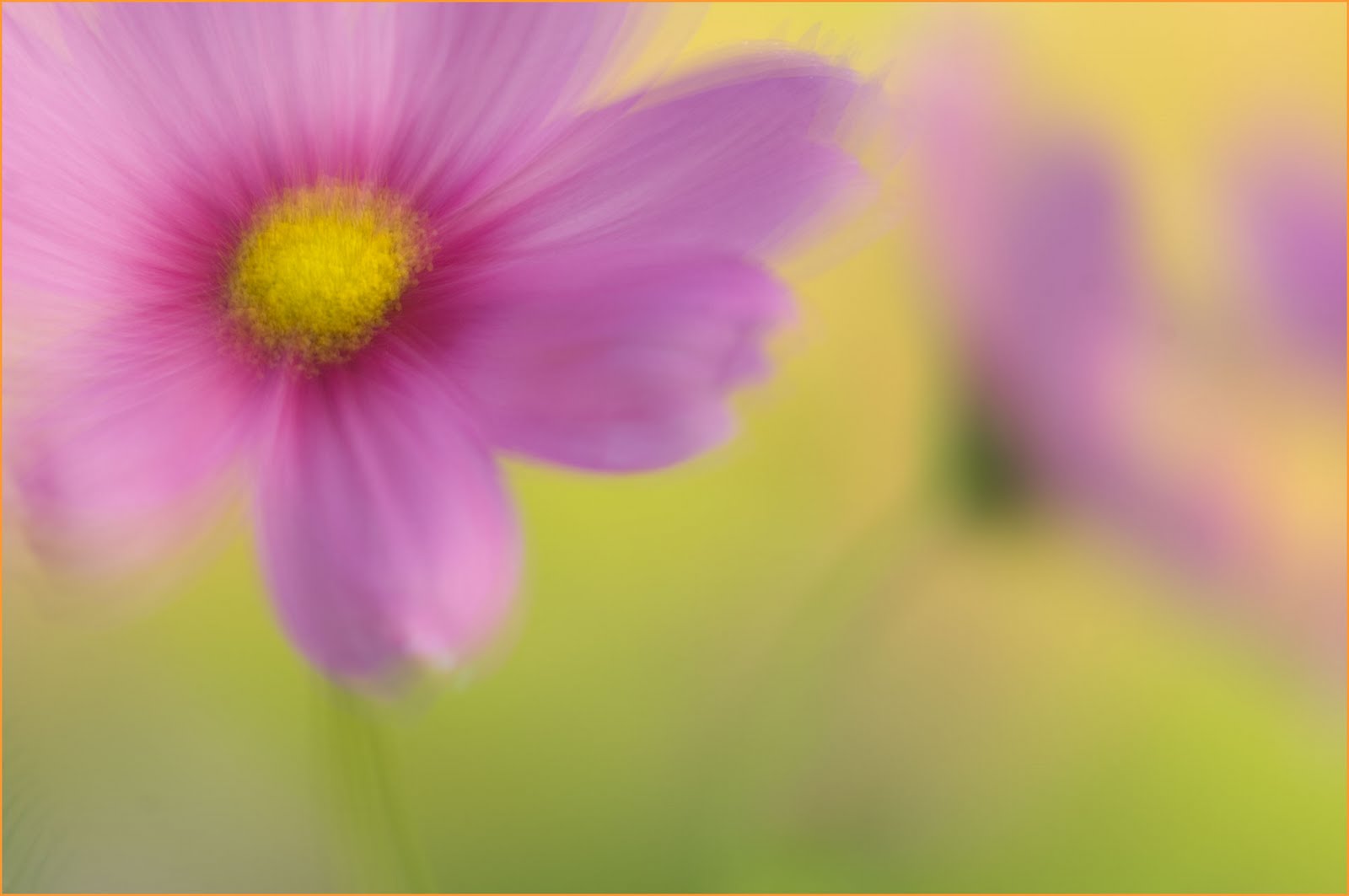 Tony Sweet Flower Photography blog